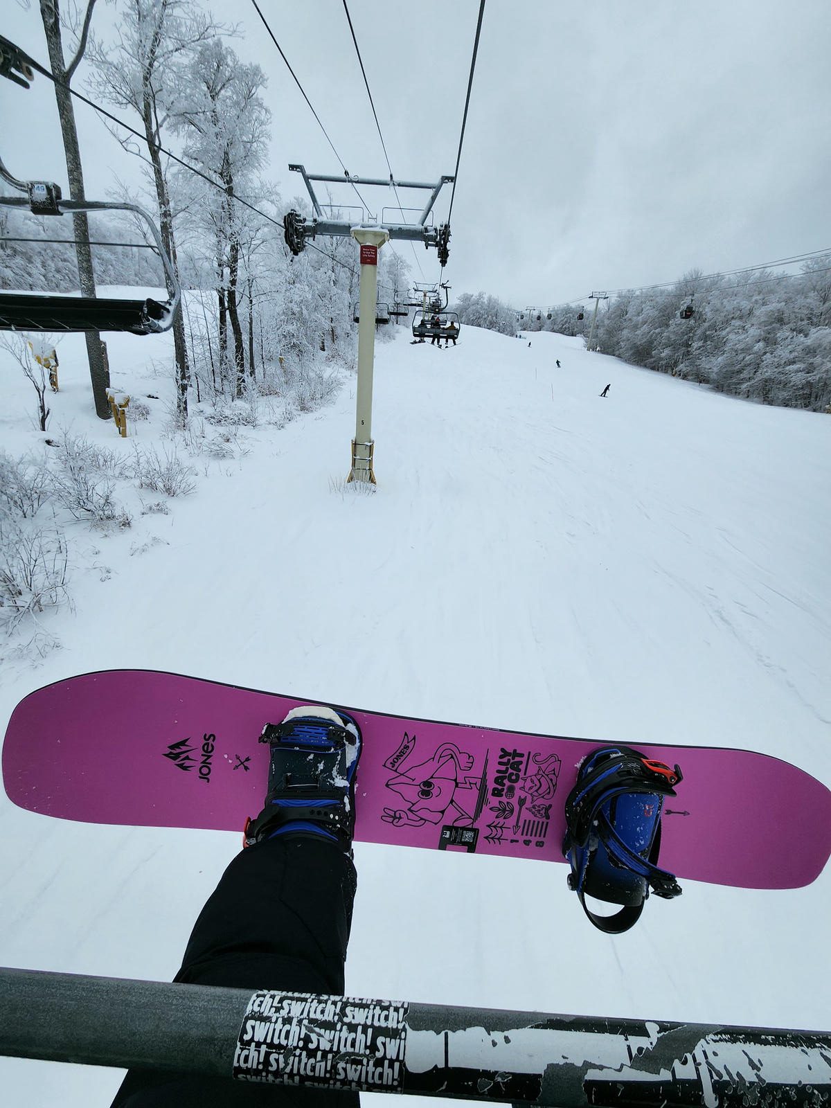 Jones Rally Cat Review: Is It Too Playful to Rip the Whole Resort ...