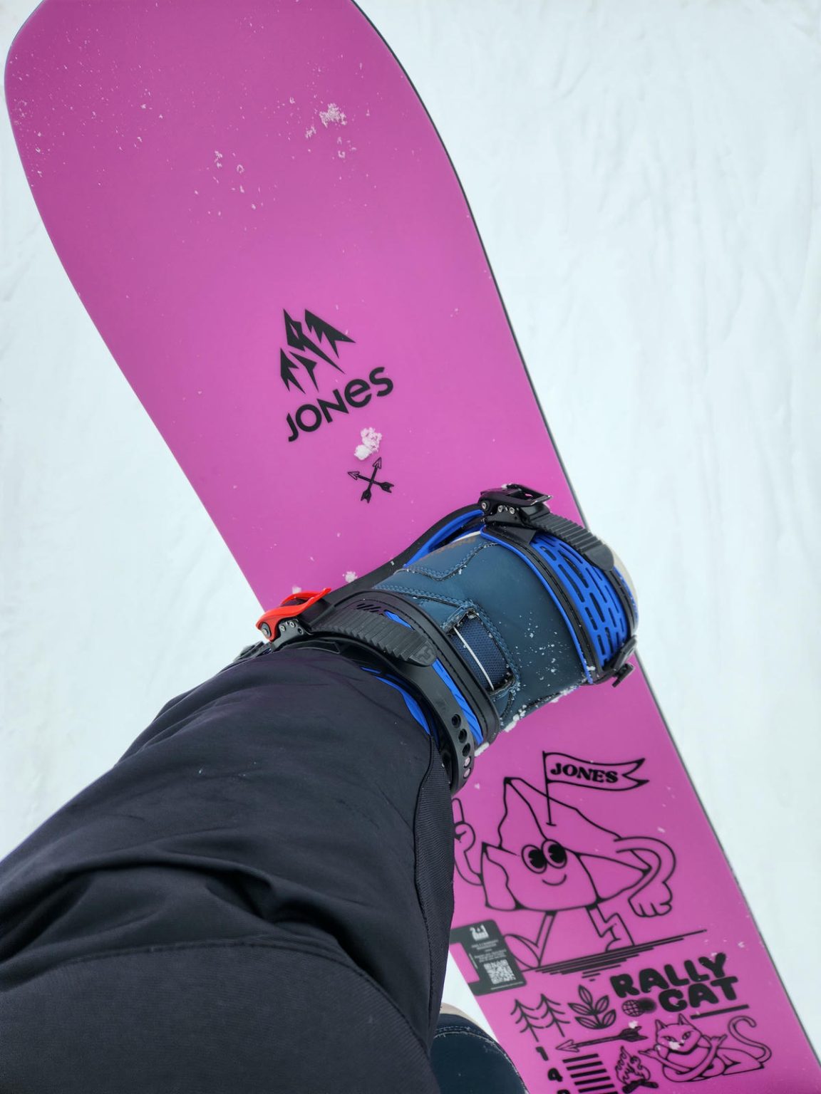 Jones Rally Cat Review: Is It Too Playful to Rip the Whole Resort ...